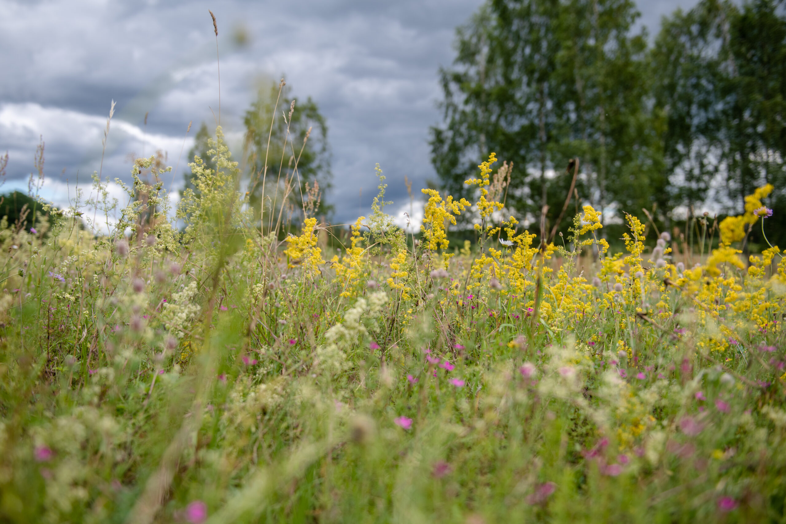 Kas mēs esam - Latvijas Dabas fonds